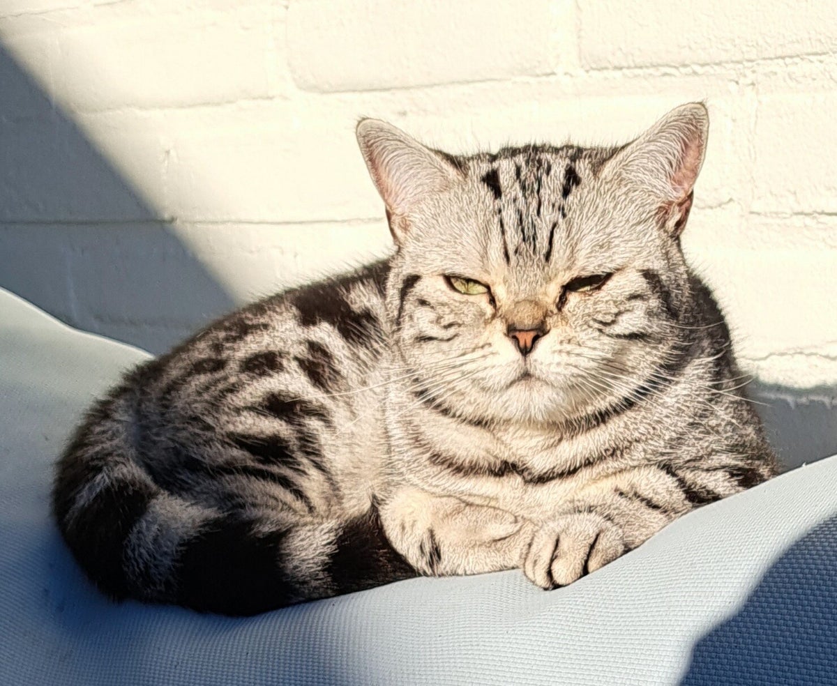 Poezen | cattery con mucho amor