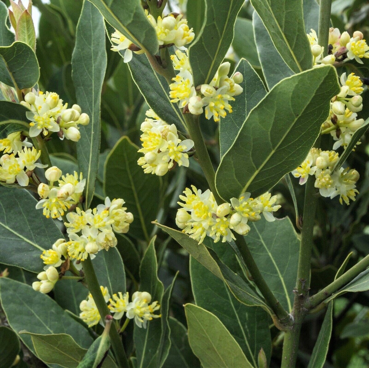 Echter Gewürzlorbeer - Laurus nobilis | AllSeasonsShop
