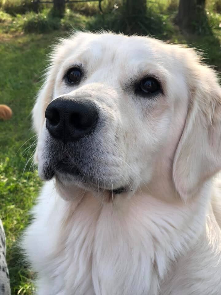 MY GIRLS ️ | Wildwinds Golden Retrievers