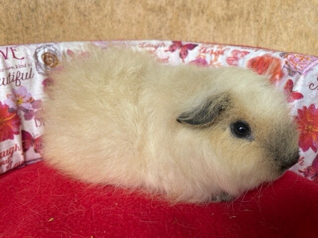 Zuchttiere Schweizer Teddy | Meerschweinchenzucht zum Deisterblick