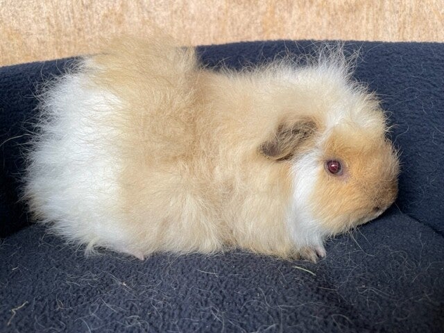 Zuchttiere Schweizer Teddy | Meerschweinchenzucht zum Deisterblick