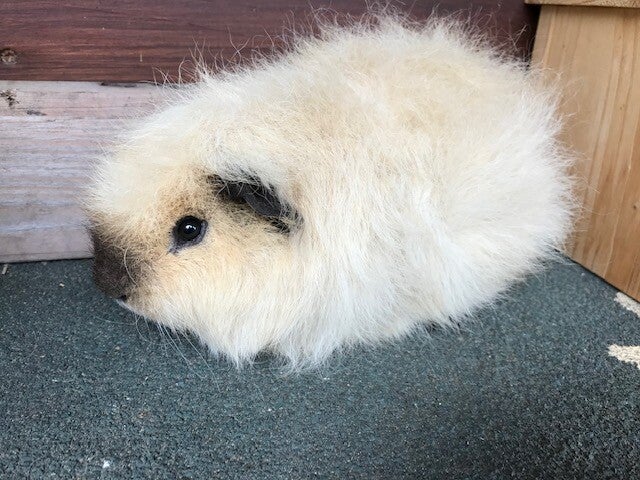 Zuchttiere Schweizer Teddy | Meerschweinchenzucht zum Deisterblick