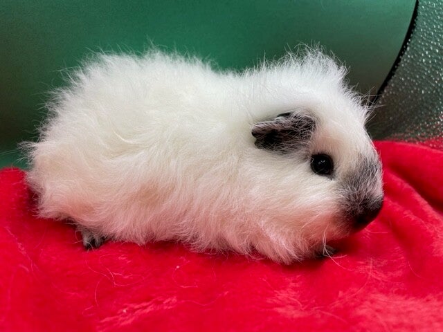 Zuchttiere Schweizer Teddy | Meerschweinchenzucht zum Deisterblick