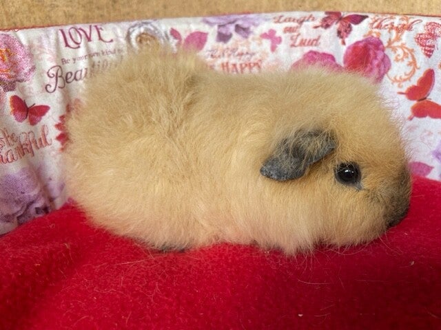 Zuchttiere Schweizer Teddy | Meerschweinchenzucht zum Deisterblick