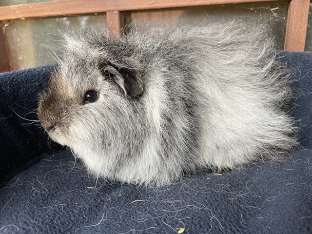 Zuchttiere Schweizer Teddy | Meerschweinchenzucht zum Deisterblick