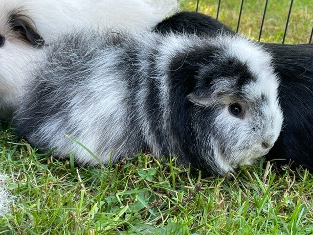 Zuchttiere Schweizer Teddy | Meerschweinchenzucht zum Deisterblick