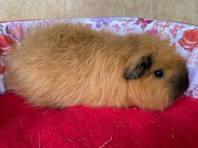 Zuchttiere Schweizer Teddy | Meerschweinchenzucht zum Deisterblick