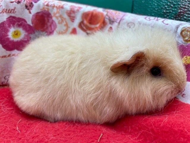 Zuchttiere Schweizer Teddy | Meerschweinchenzucht zum Deisterblick