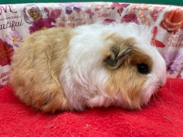 Zuchttiere Schweizer Teddy | Meerschweinchenzucht zum Deisterblick