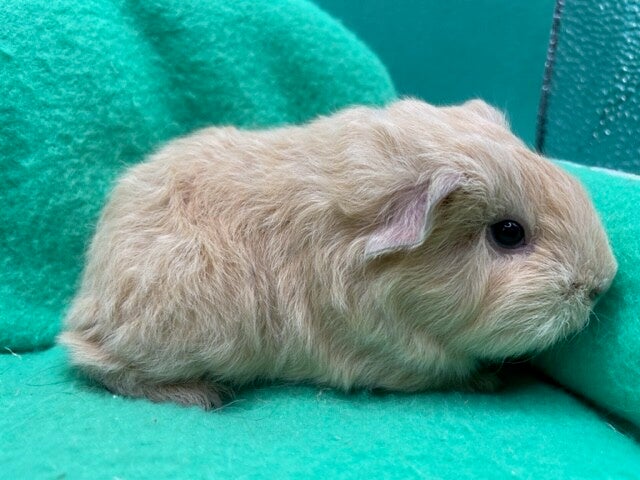 Zuchttiere Schweizer Teddy | Meerschweinchenzucht zum Deisterblick