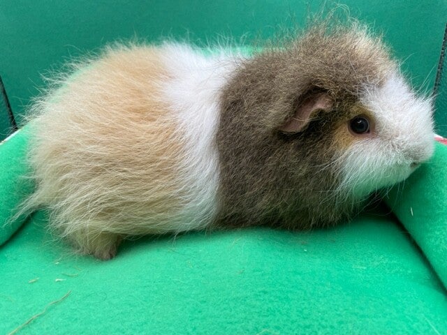 Zuchttiere Schweizer Teddy | Meerschweinchenzucht zum Deisterblick