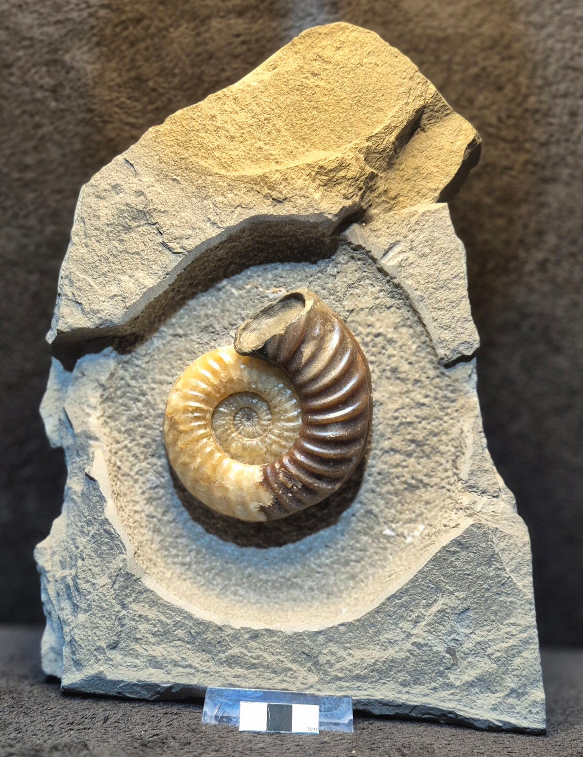 Jurassic Junkie Fossils