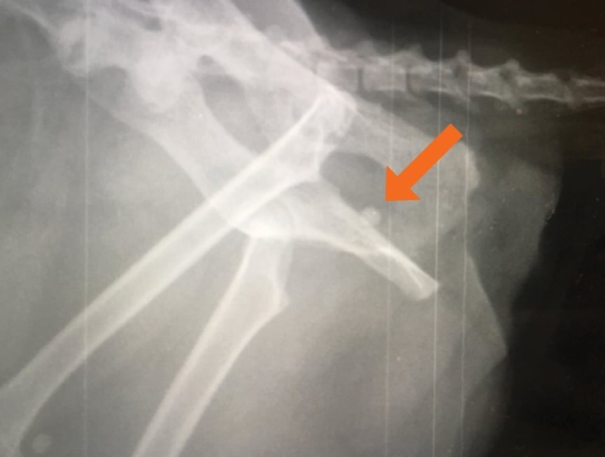 CareMed Veterinary Lithotripsy | animalortho.eu