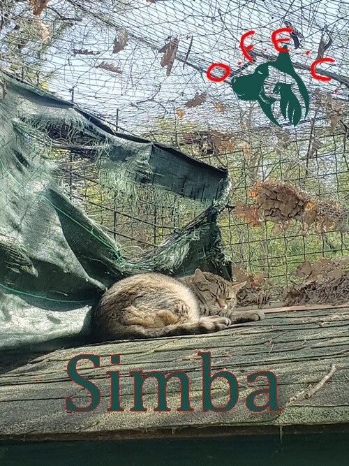 Simba / Chats à adopter | Refuge Oscar Felix et Companie Brignoles