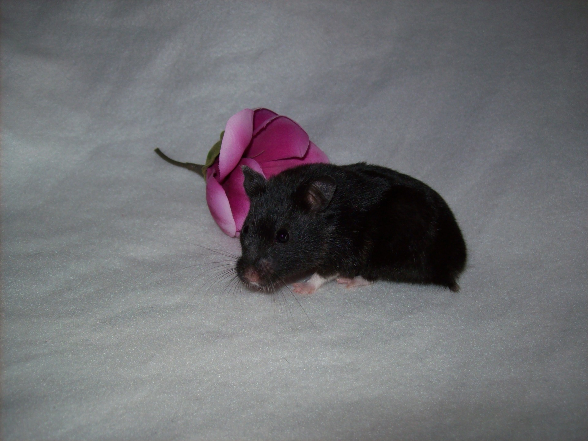 Syrische goudhamsters / Mijn Hamsters | Petstars