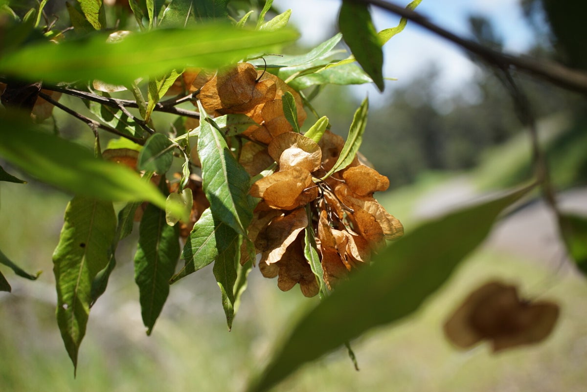 ʻAʻaliʻi | Kauanoe Greene