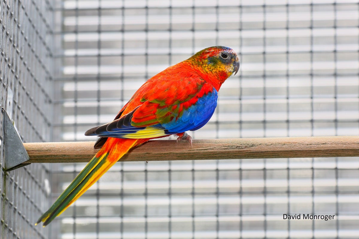 opaline factor / Mutaties algemeen | Neophema Studie Groep