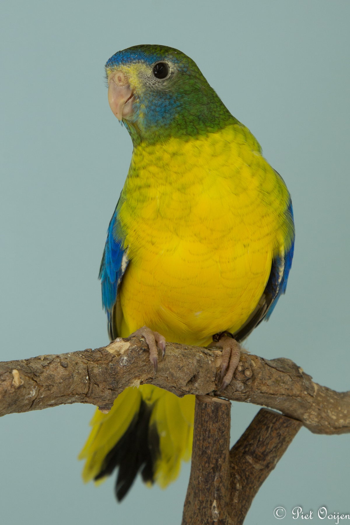 opaline factor / Mutaties algemeen | Neophema Studie Groep