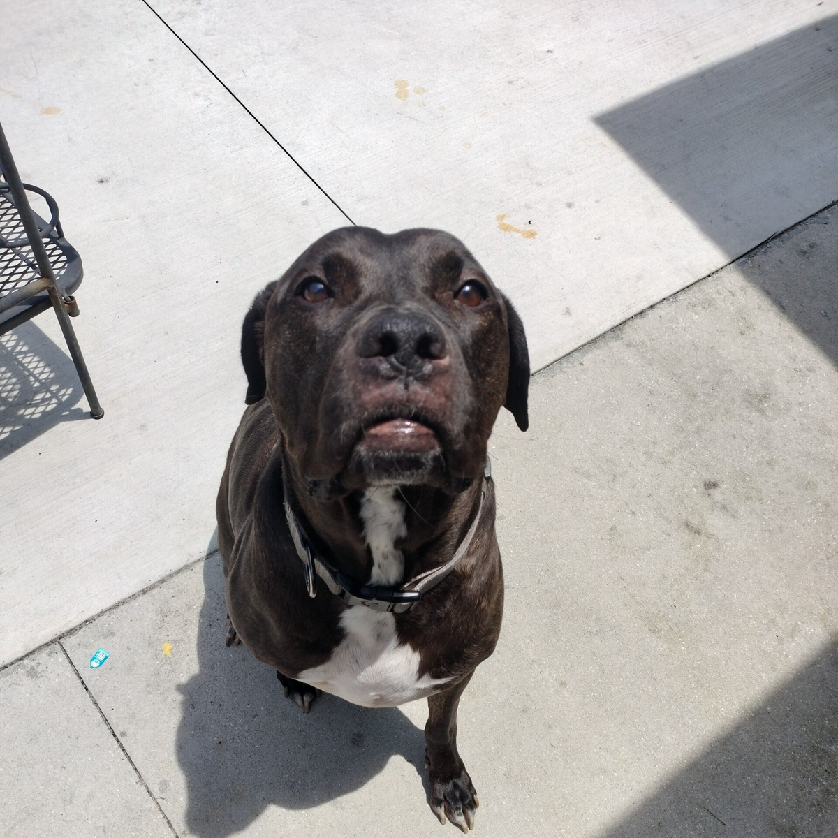 Reviews and Recommendations | Ruby Rose Pet Sitting