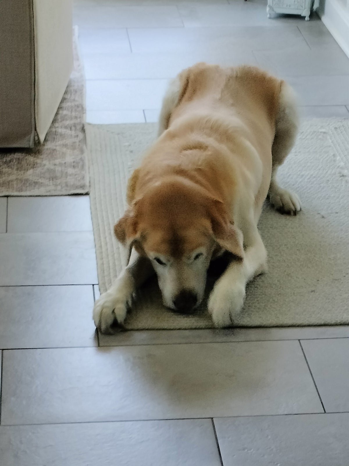 Reviews and Recommendations | Ruby Rose Pet Sitting