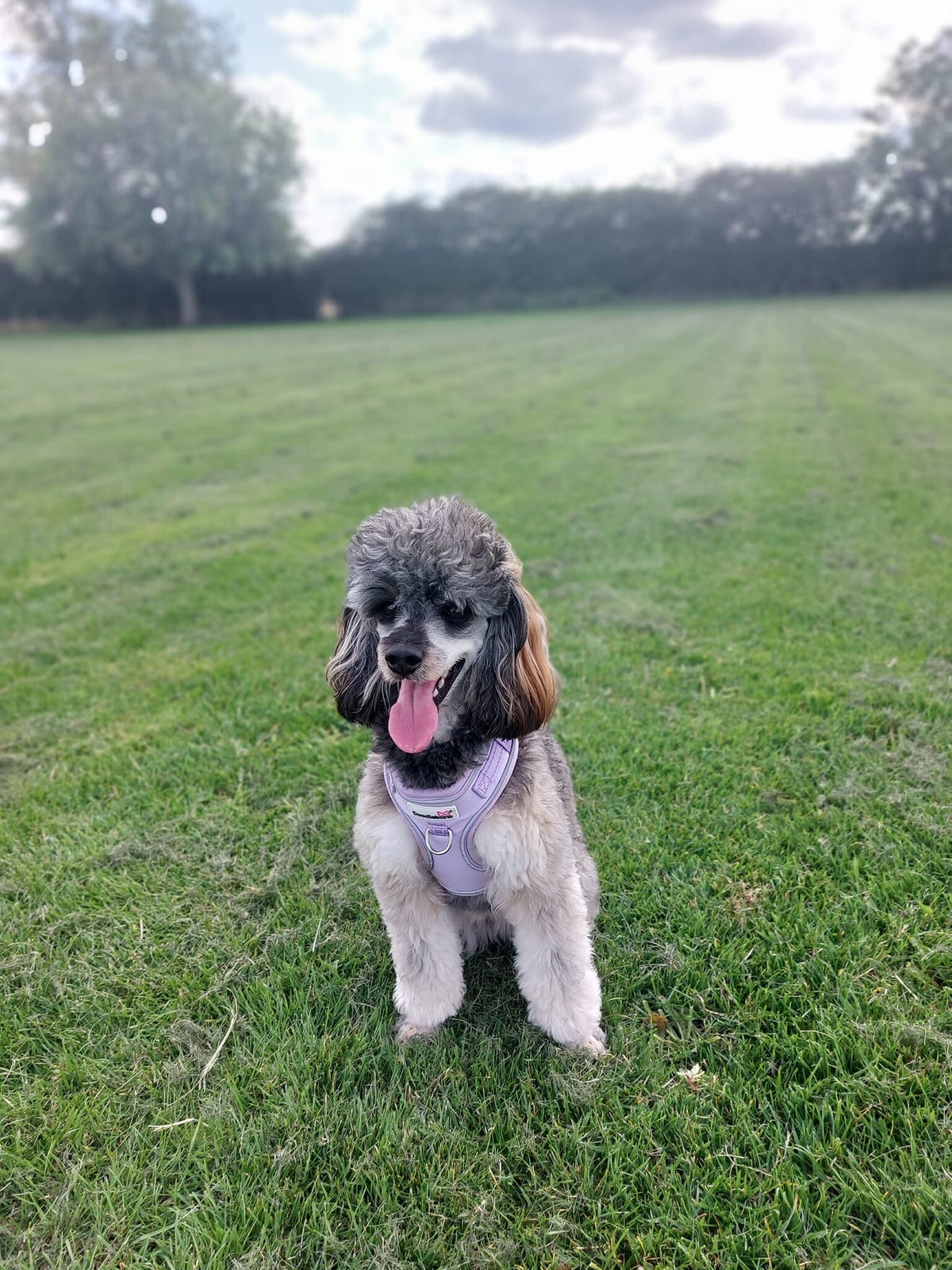 Hinckley dog walker