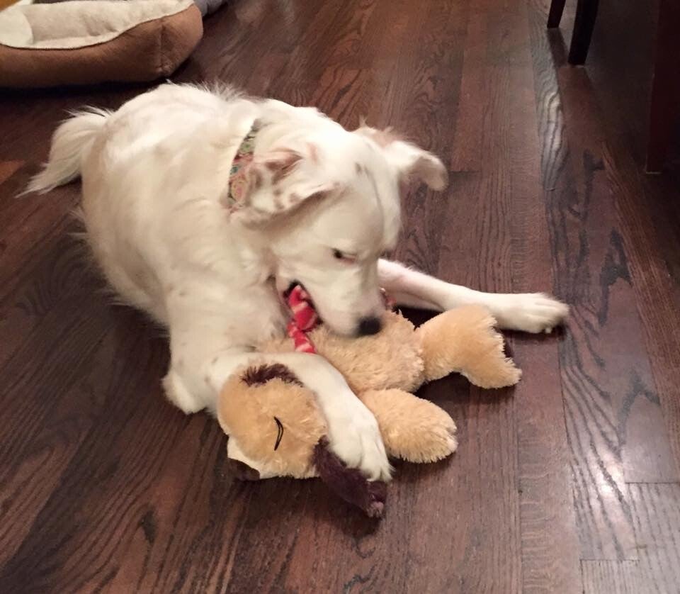 NJDOH - Statements / Information - Animal Shelters / Animal Welfare And ...