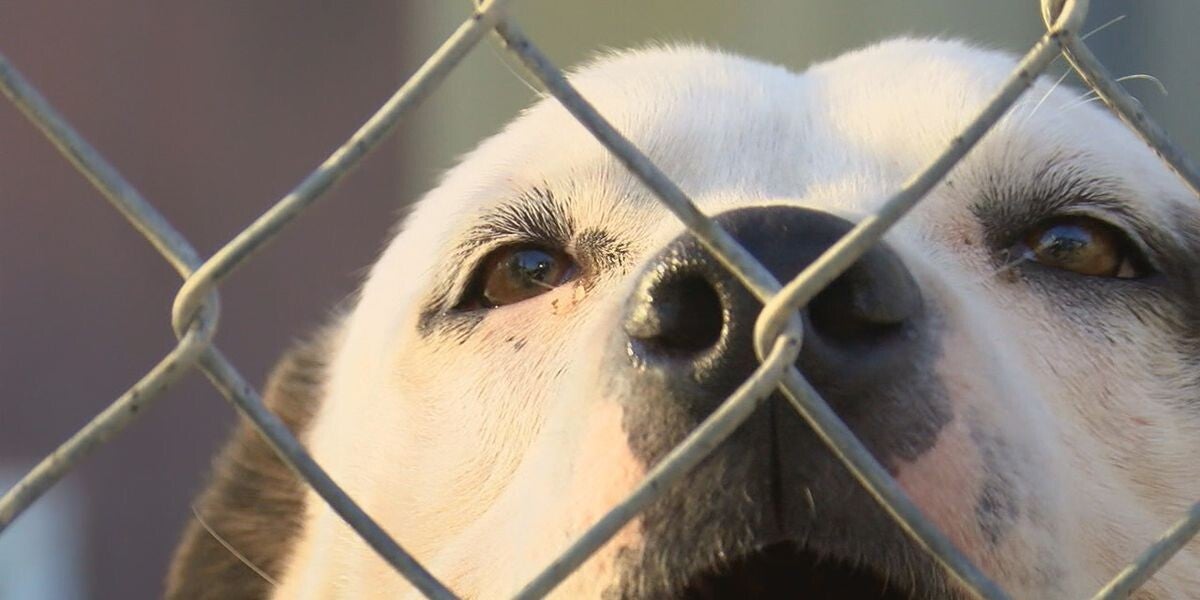 NJDOH - Statements / Information - Animal Shelters / Animal Welfare And ...