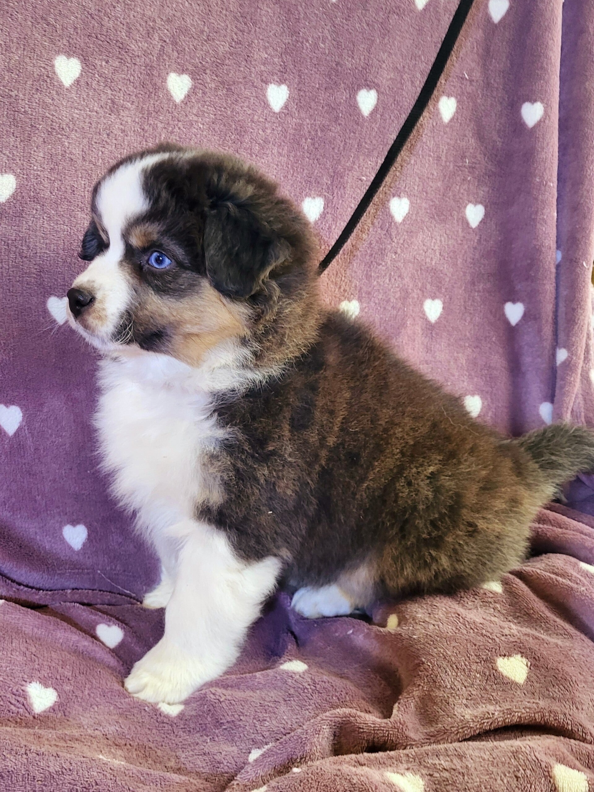 Berger américain miniature berger australien