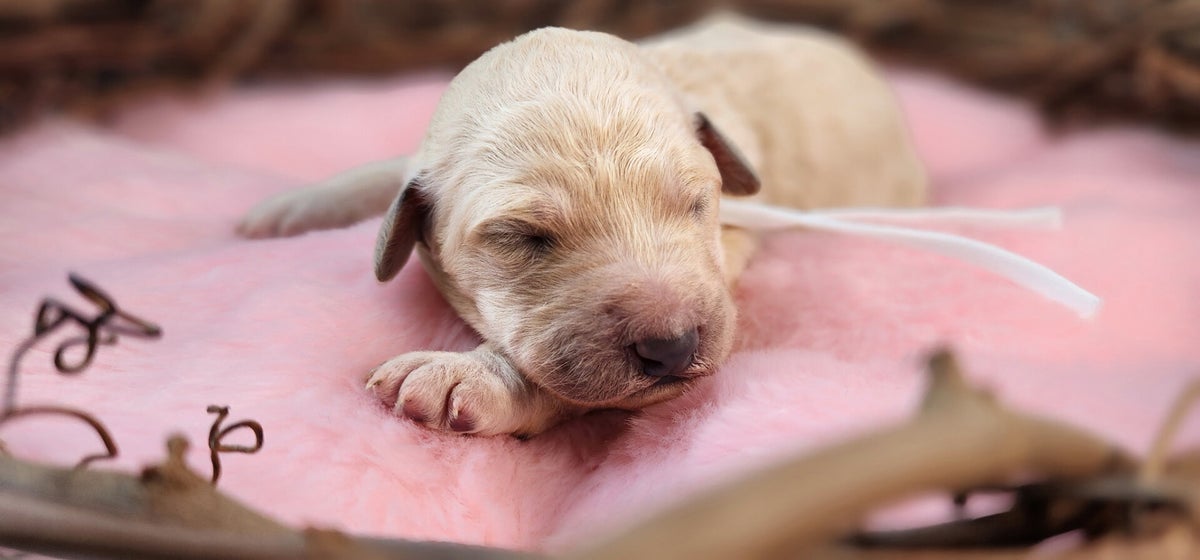 Current Litter | Angel Soft Doodles
