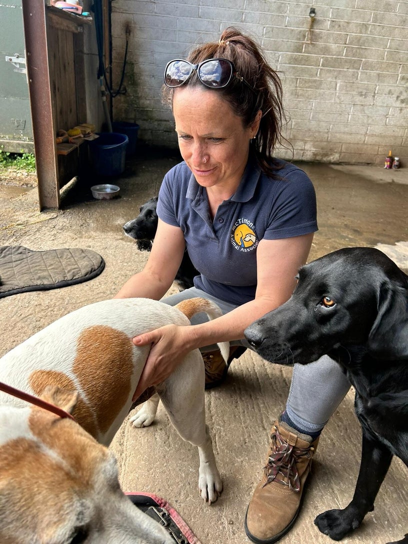 Canine Treatment / Veterinary Chiropractic / Services | Lewis Animal ...