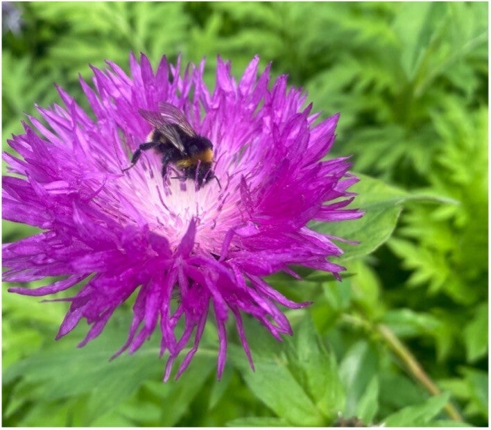 Upcoming Conferences | TERRAenVISION Foundation