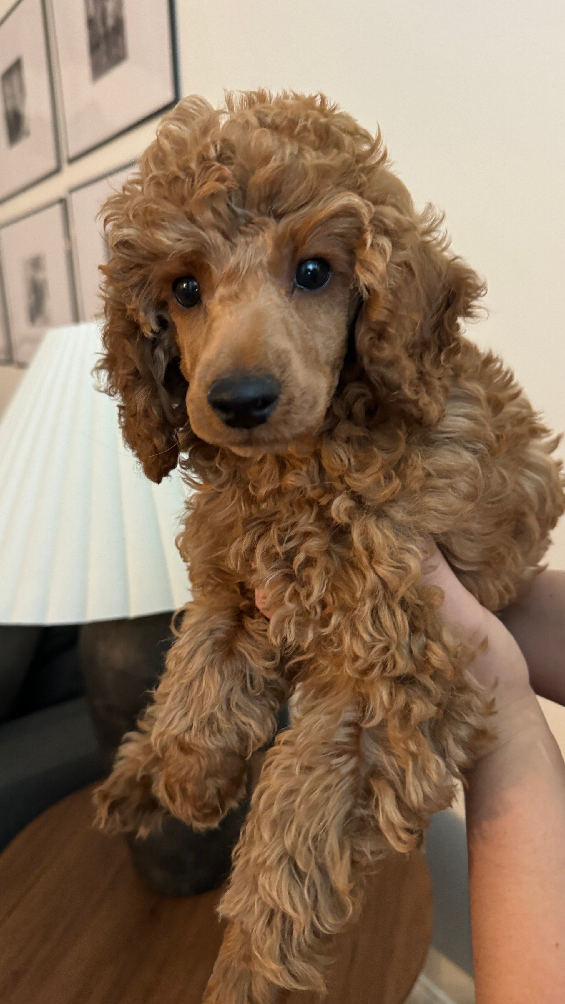 Midwest Miniature Poodles