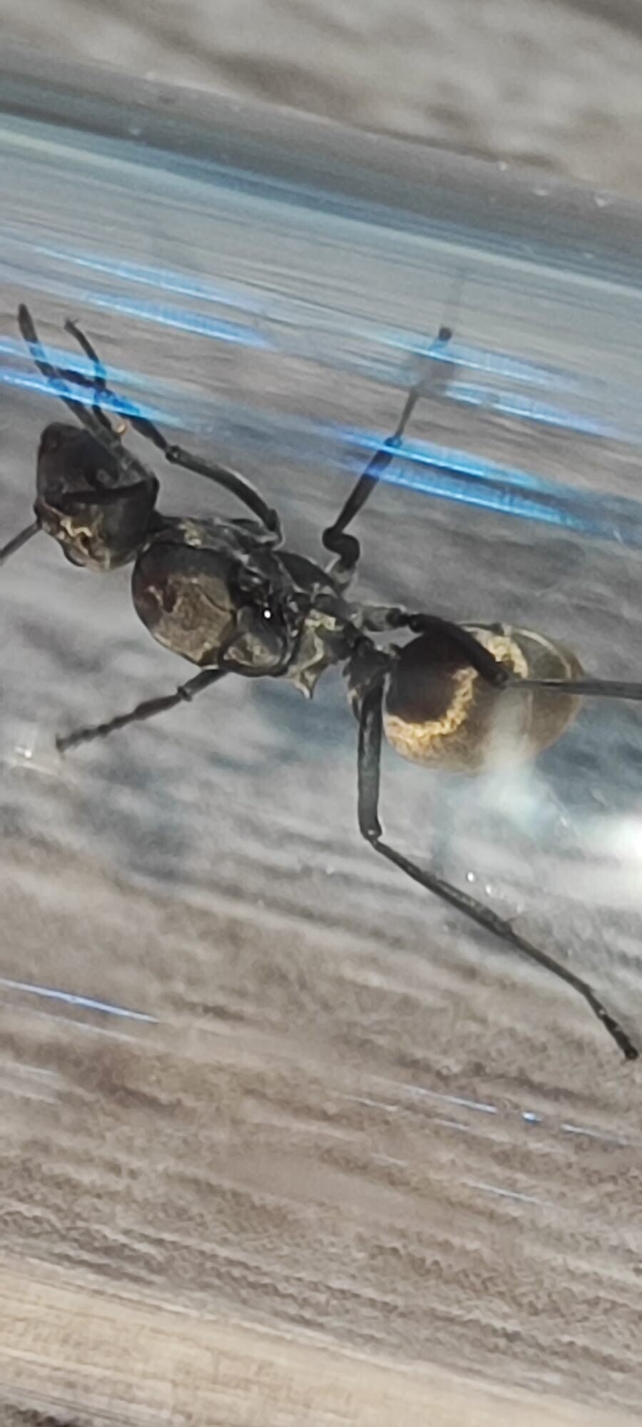 Polyrhachis Dives | AntsIncMania