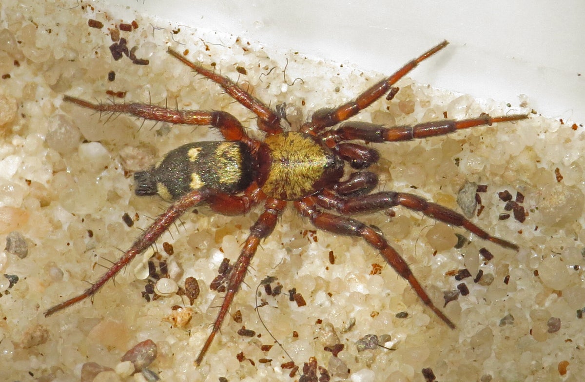 Overige spinnen 1 - Other spiders 1 | Ticklish creepers