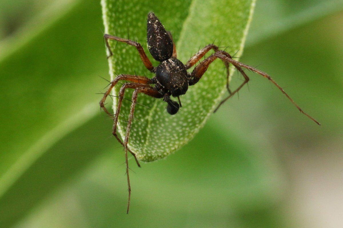 Spinnen - Buiteland / Spiders - Abroad / Overige spinnen 1 - Other ...