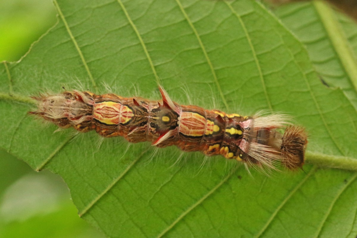 Rupsen - Caterpillars Passiflorahoeve | Ticklish creepers