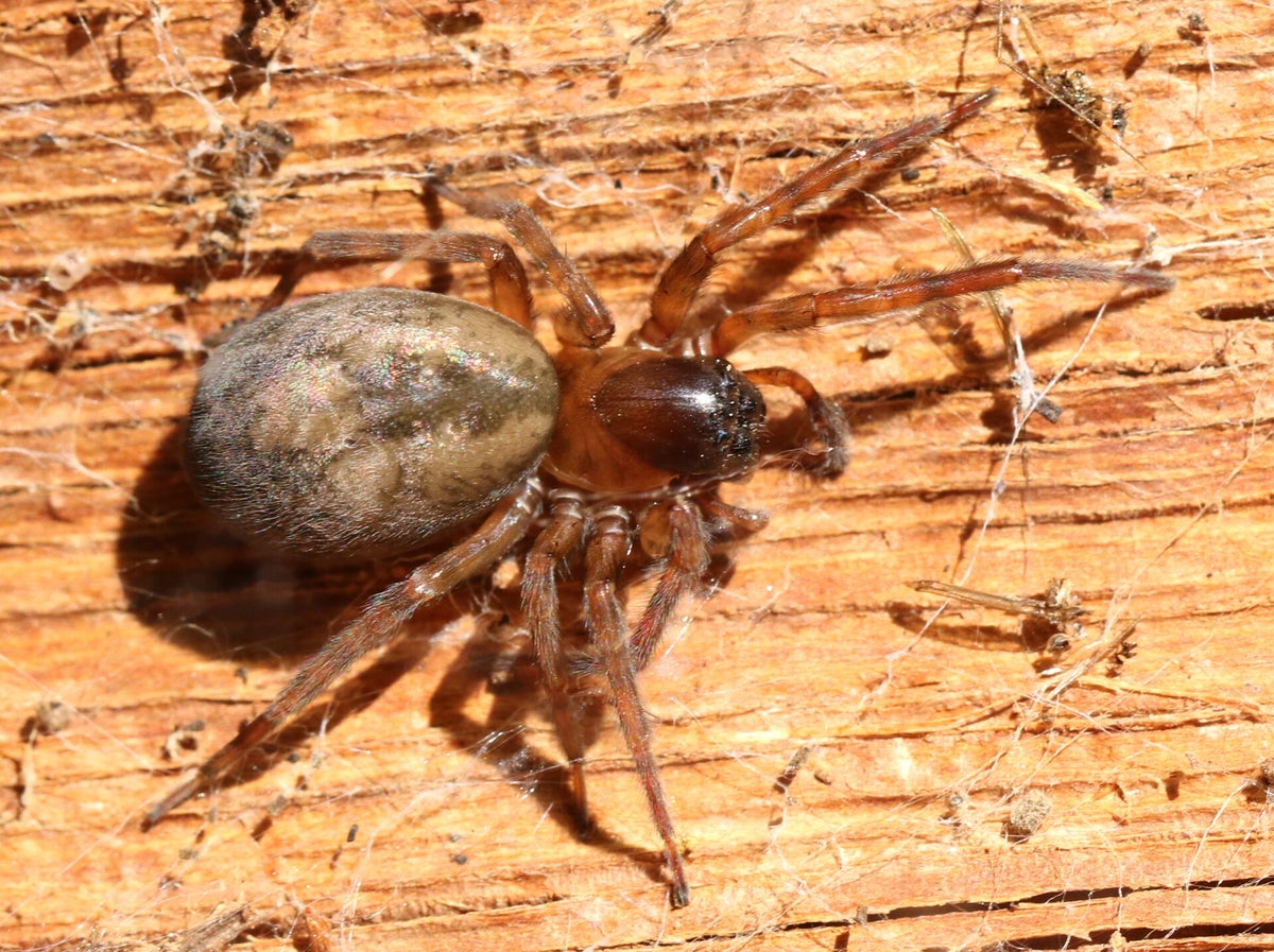 Overige spinnen 1 - Other spiders 1 | Ticklish creepers