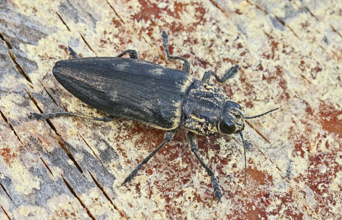 Kevers buitenland - Beetles Abroad / Kevers - Beetles | Ticklish creepers