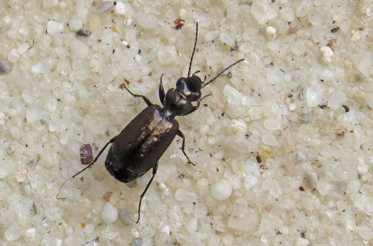 Loopkevers - Groundbeetles / Kevers - Beetles | Ticklish creepers