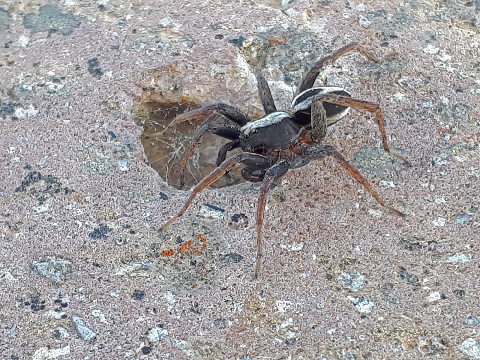 Spinnen - Buiteland / Spiders - Abroad / Overige spinnen 1 - Other ...