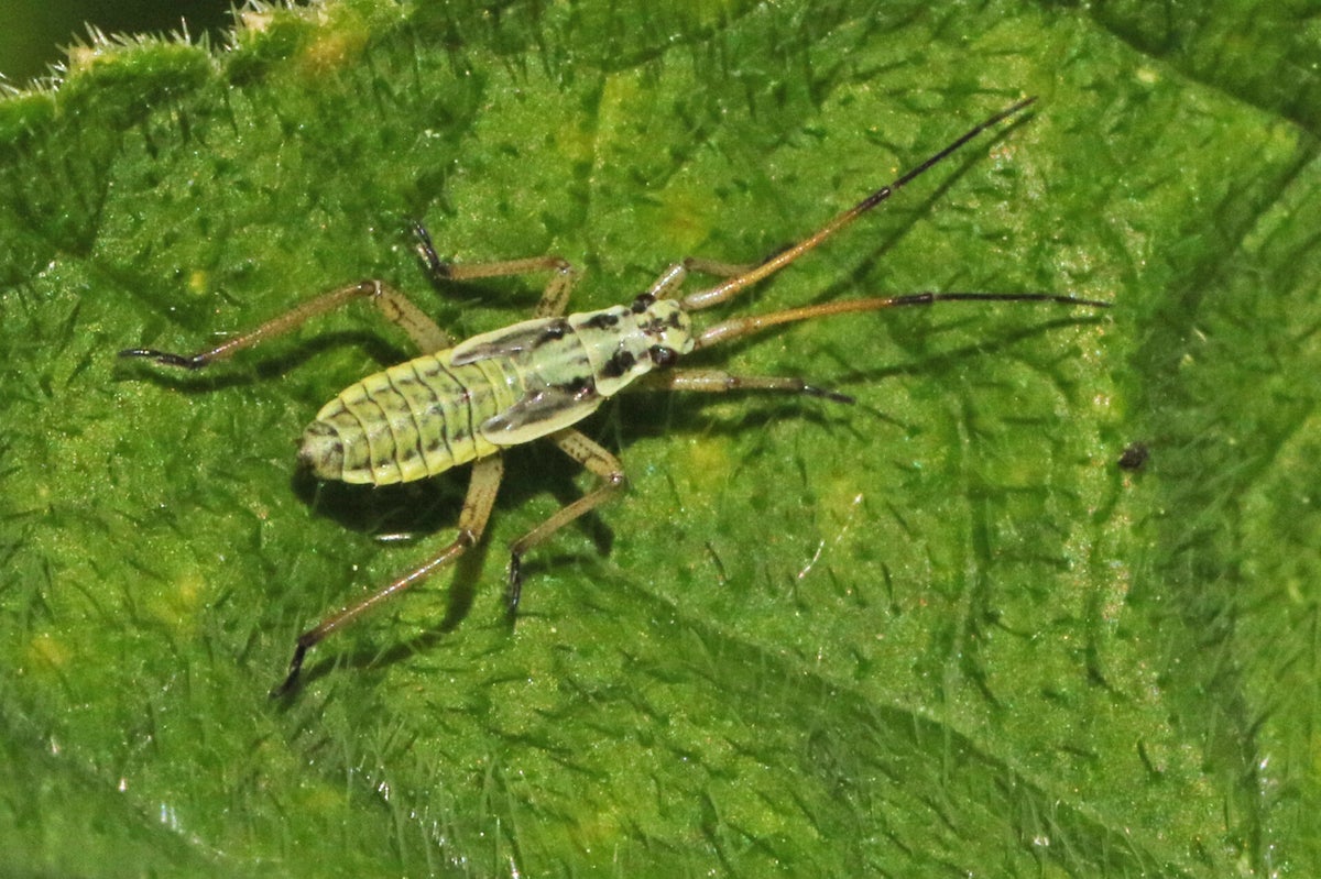 Wantsen nimfen - Bugs nymph / Wantsen - Bugs | Ticklish creepers