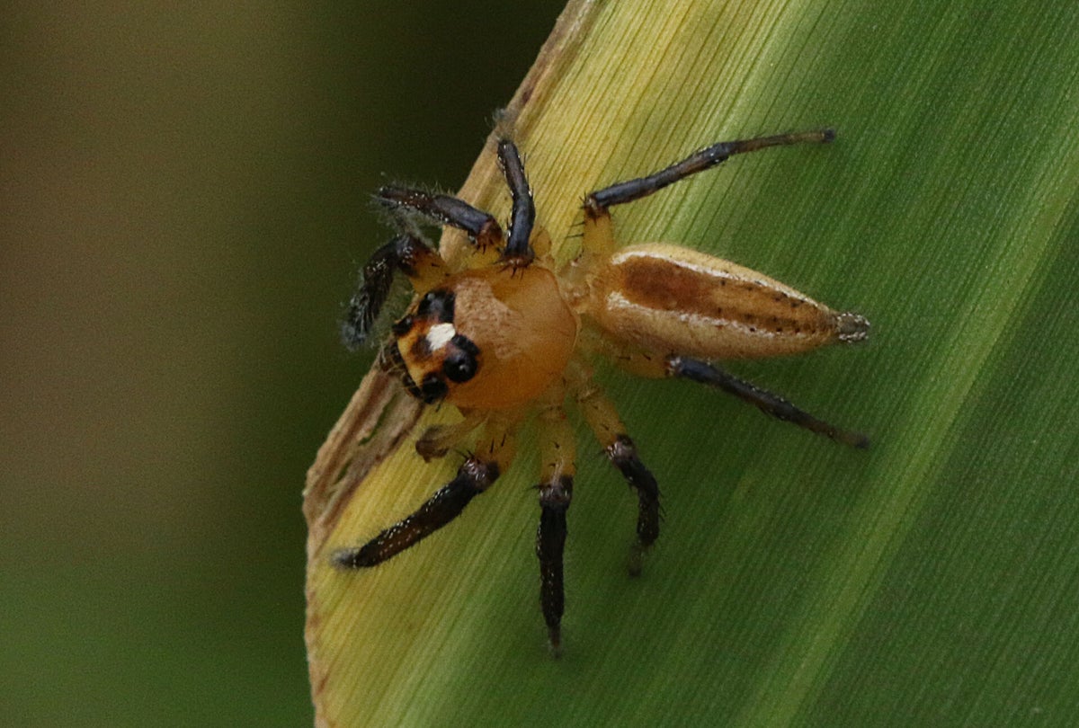 Spinnen - Buiteland / Spiders - Abroad / Overige spinnen 1 - Other ...