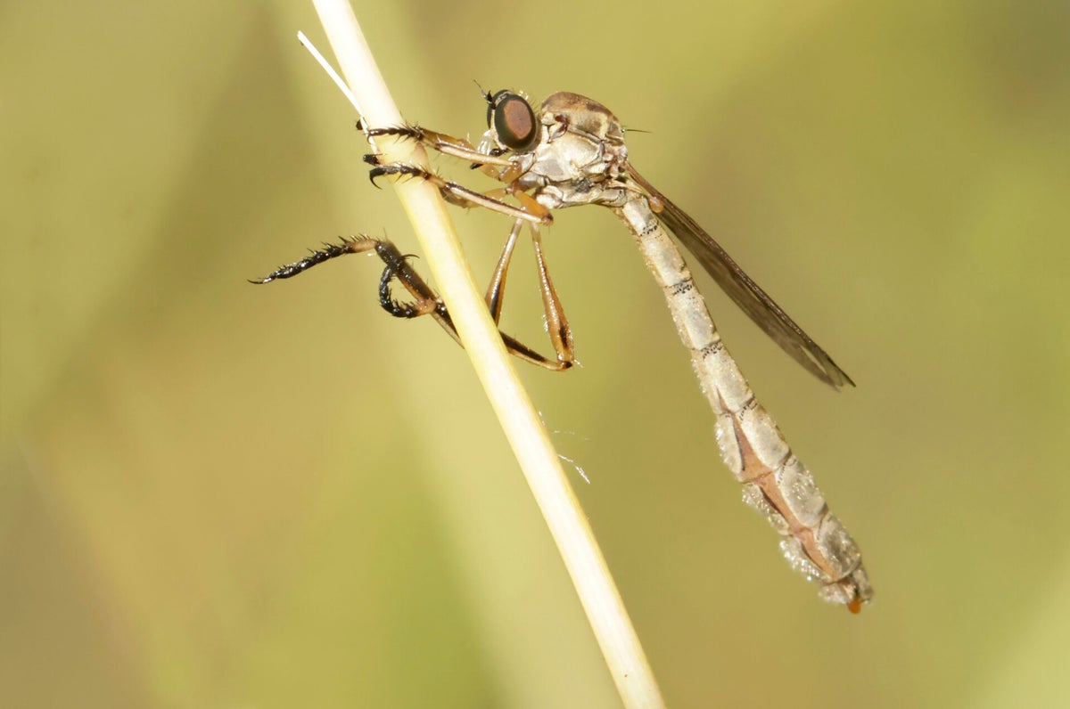 Roofvliegen - Robber Flies / Overige Vliegen - Other Flies 1 | Ticklish ...