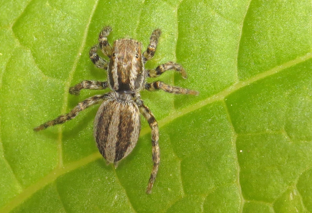 Springspinnen - Jumpingspiders / Overige spinnen 1 - Other spiders 1 ...