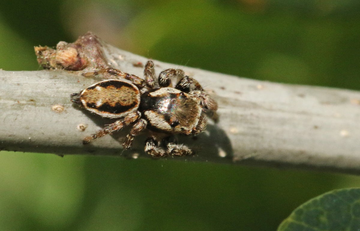 Springspinnen - Jumpingspiders / Overige spinnen 1 - Other spiders 1 ...