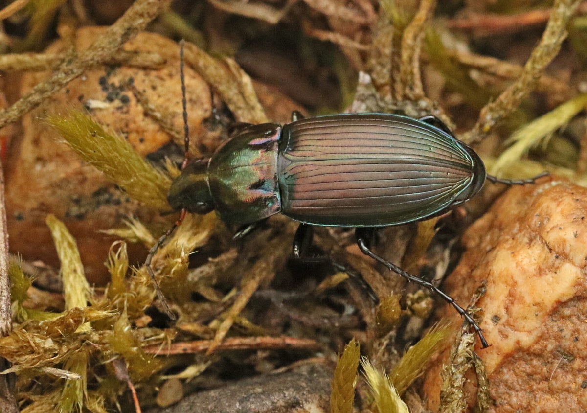 Loopkevers - Groundbeetles / Kevers - Beetles | Ticklish creepers