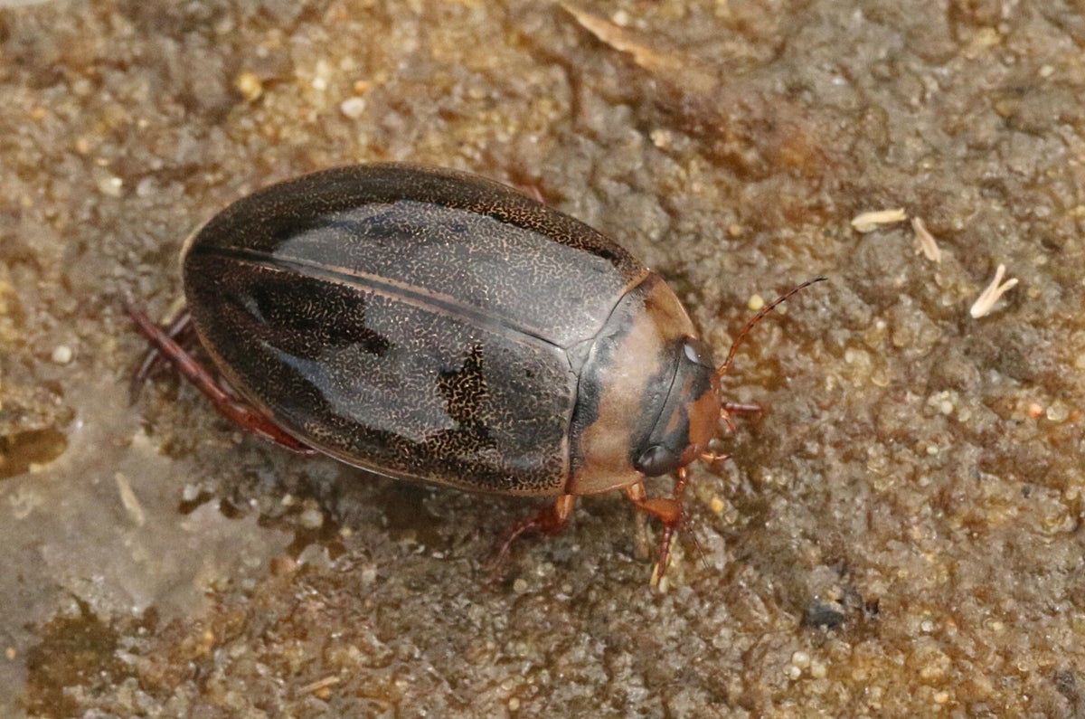 Diverse Kevers - Various Beetles / Kevers - Beetles | Ticklish creepers