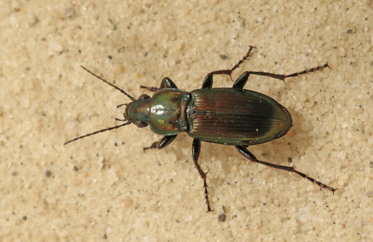 Loopkevers - Groundbeetles / Kevers - Beetles | Ticklish creepers