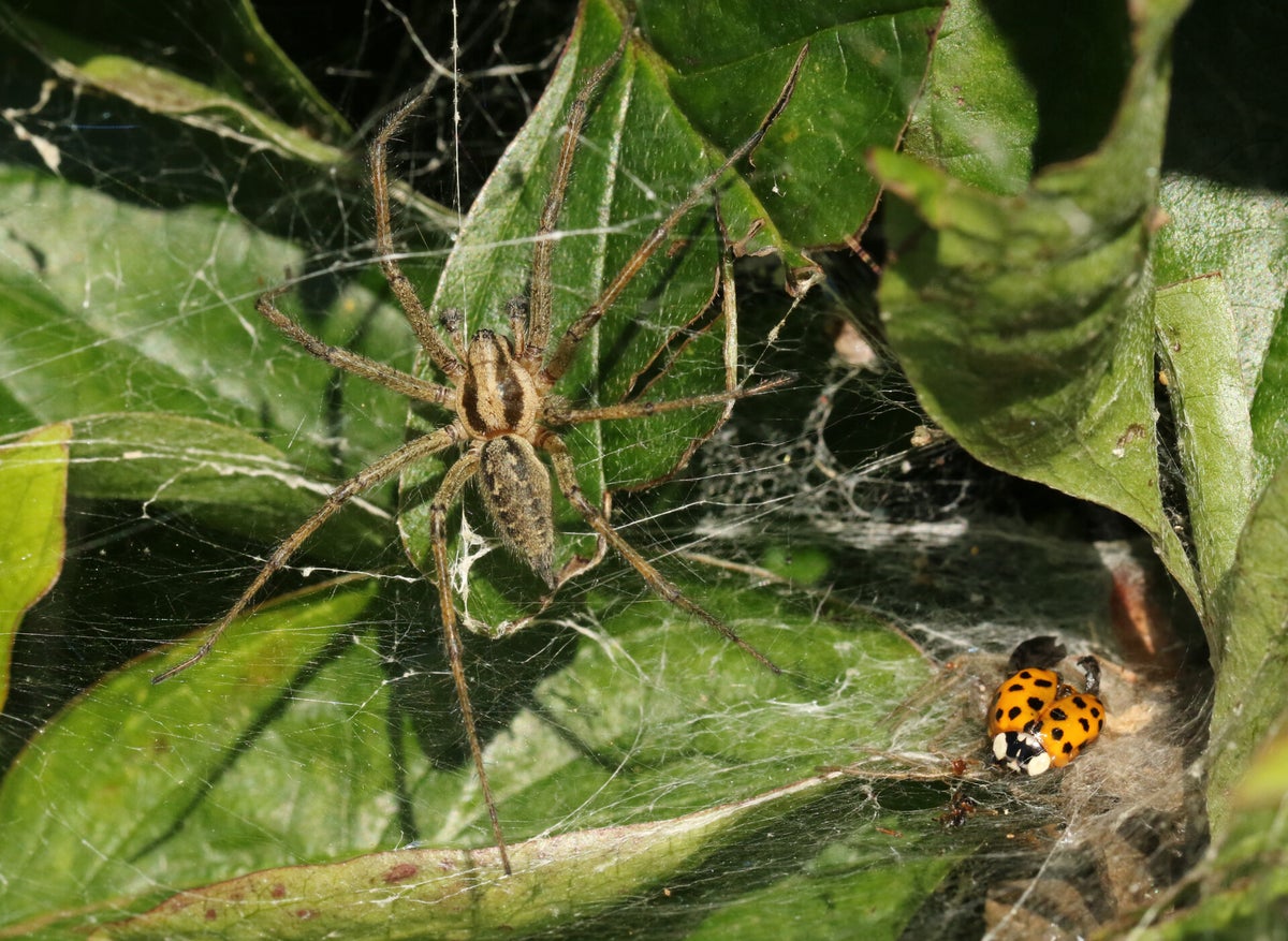 Overige spinnen 1 - Other spiders 1 | Ticklish creepers