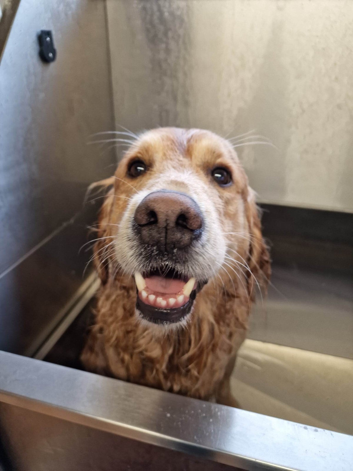 SELF SERVICE DOG WASH